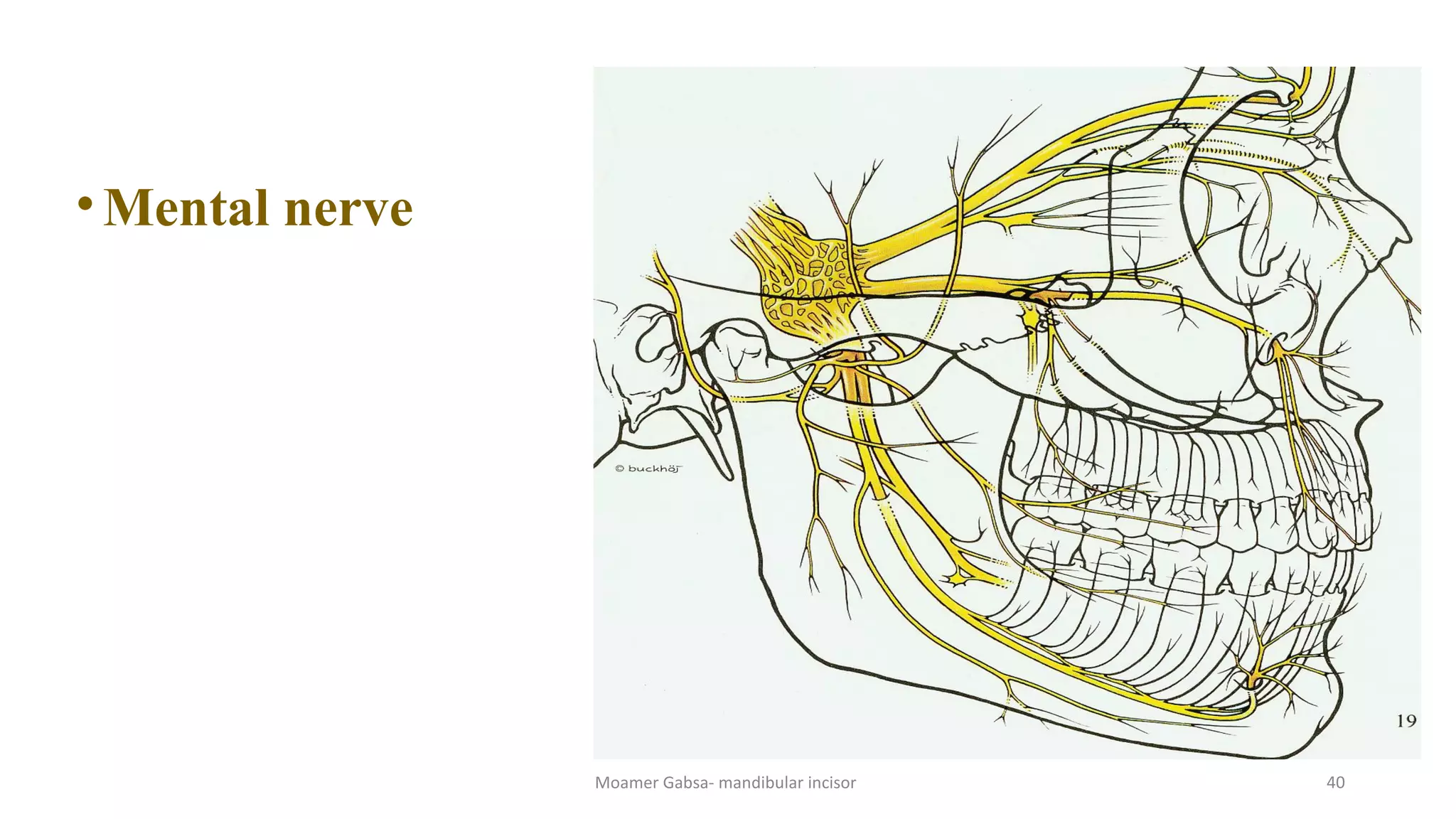 Morphology of mandibular incisors | PPT