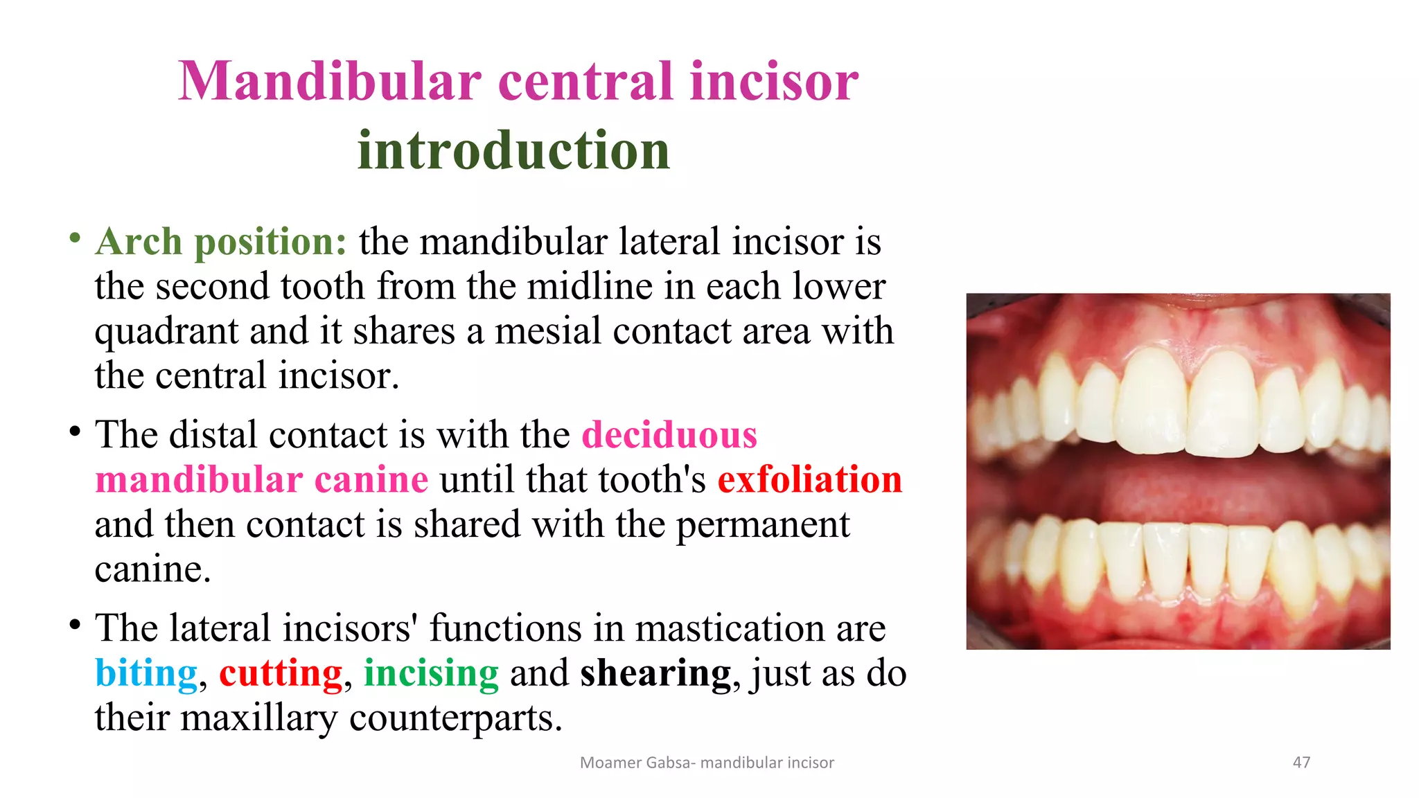 Morphology of mandibular incisors | PPT