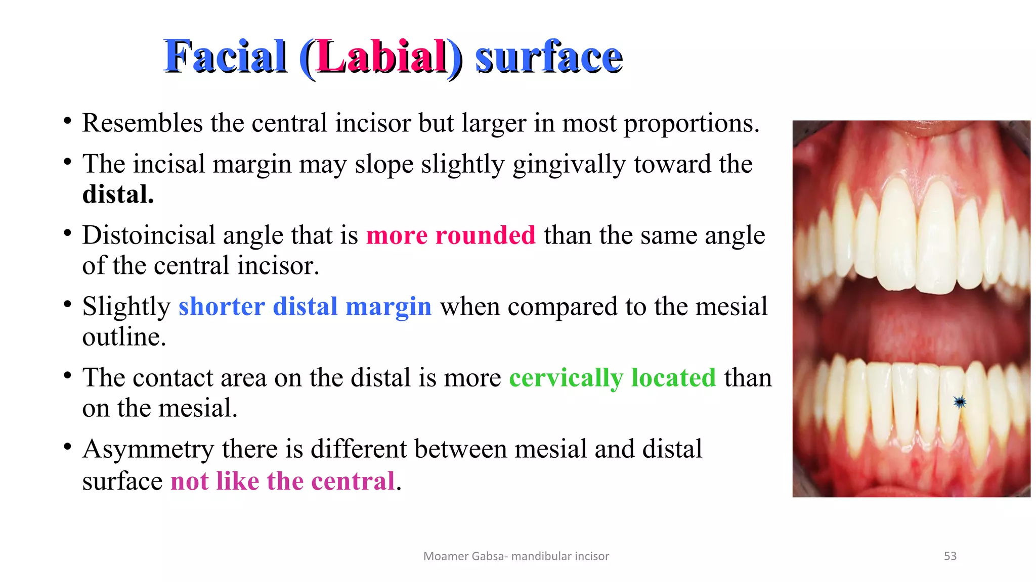 Morphology of mandibular incisors | PPT