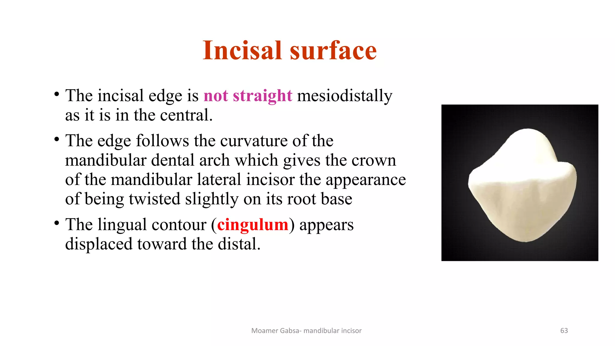 Morphology of mandibular incisors | PPT