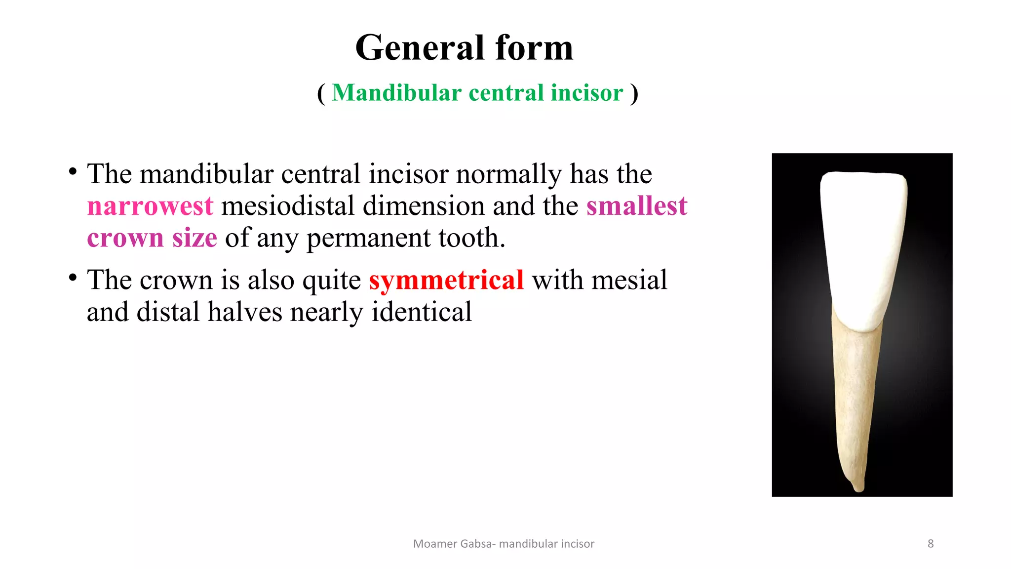 Morphology of mandibular incisors | PPT