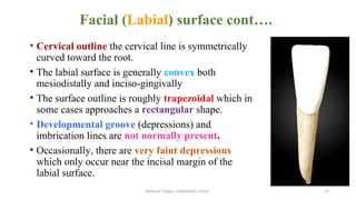 Morphology of mandibular incisors | PPT