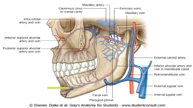 Morphology of mandibular incisors | PPT