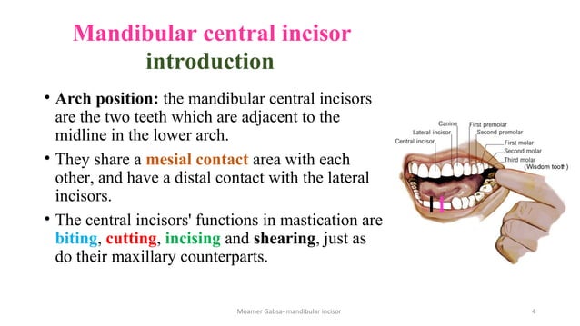 Morphology of mandibular incisors | PPT