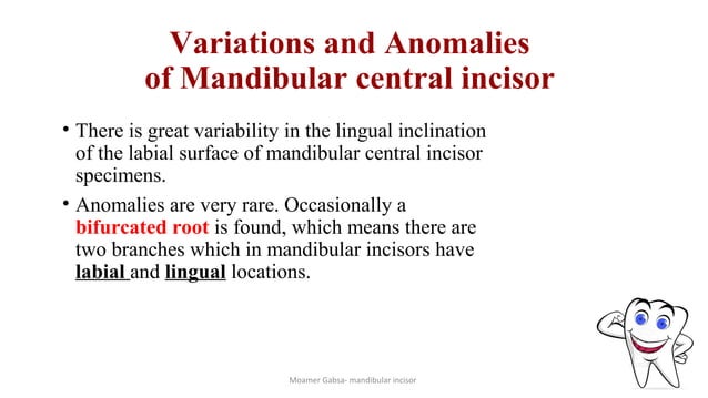 Morphology of mandibular incisors | PPT