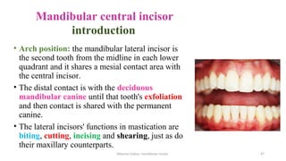 Morphology of mandibular incisors | PPT