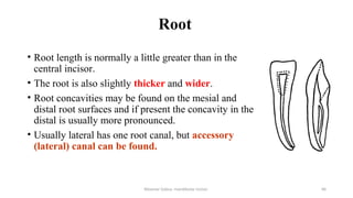 Morphology of mandibular incisors | PPT