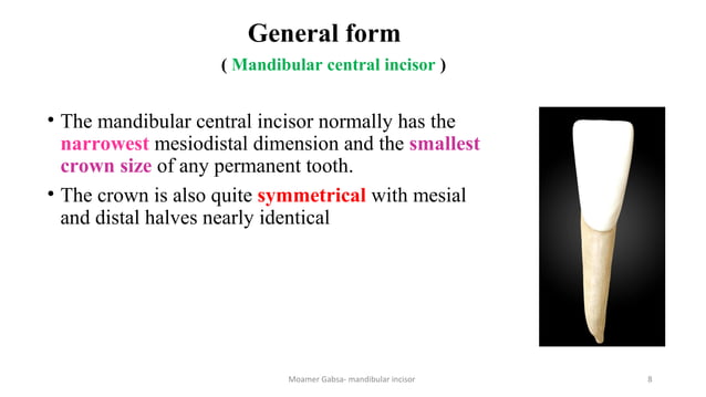 Morphology of mandibular incisors | PPT
