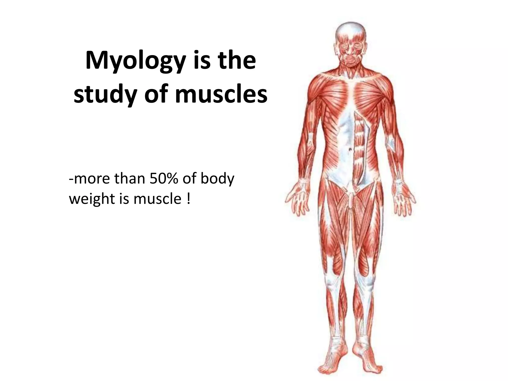 L4 Muscles1 | PPTX