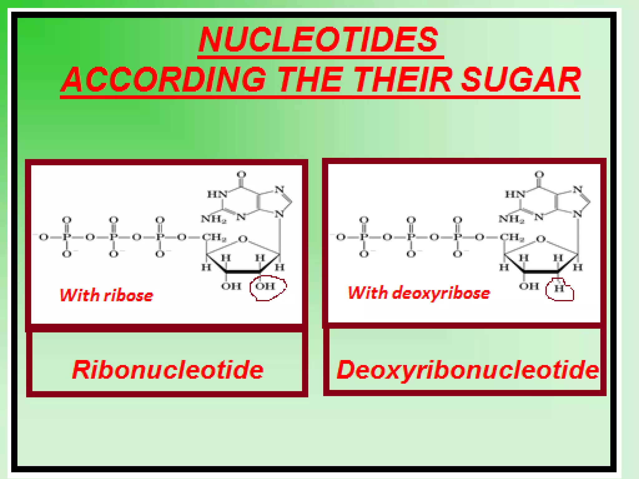 L5. NUCLEOTIDES.ppt