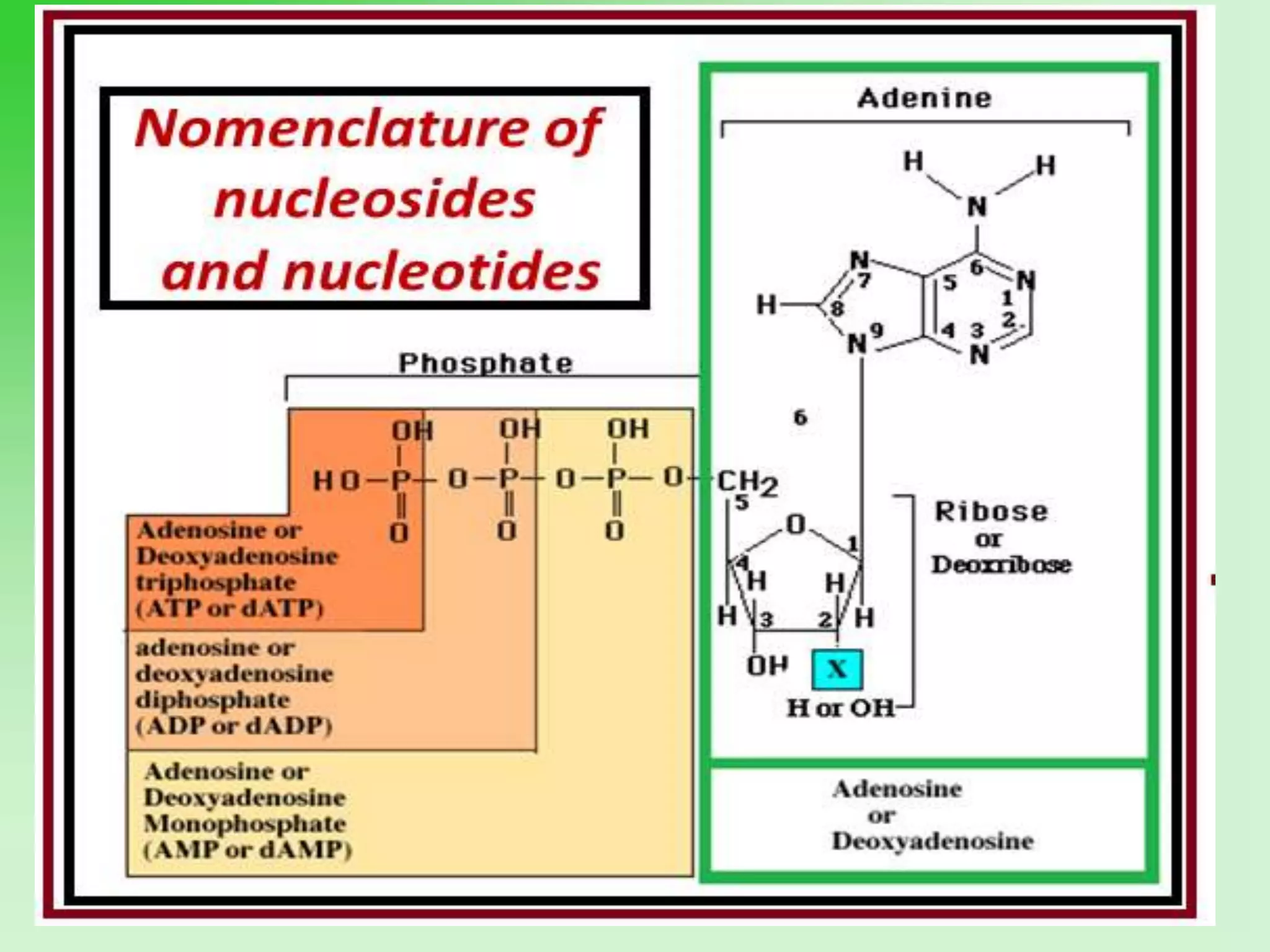 L5. NUCLEOTIDES.ppt