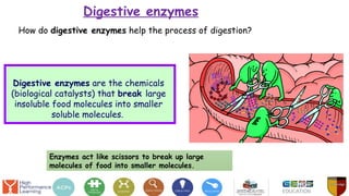 L5. Process of DigestionDigestionDigestion.pptx