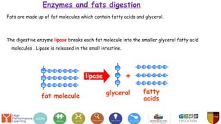 L5. Process of DigestionDigestionDigestion.pptx