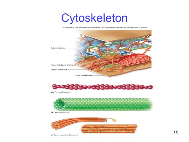 L5-6. Cellular organization.ppt