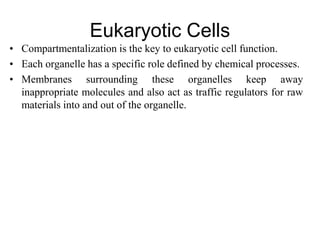 L5-6. Cellular organization.ppt