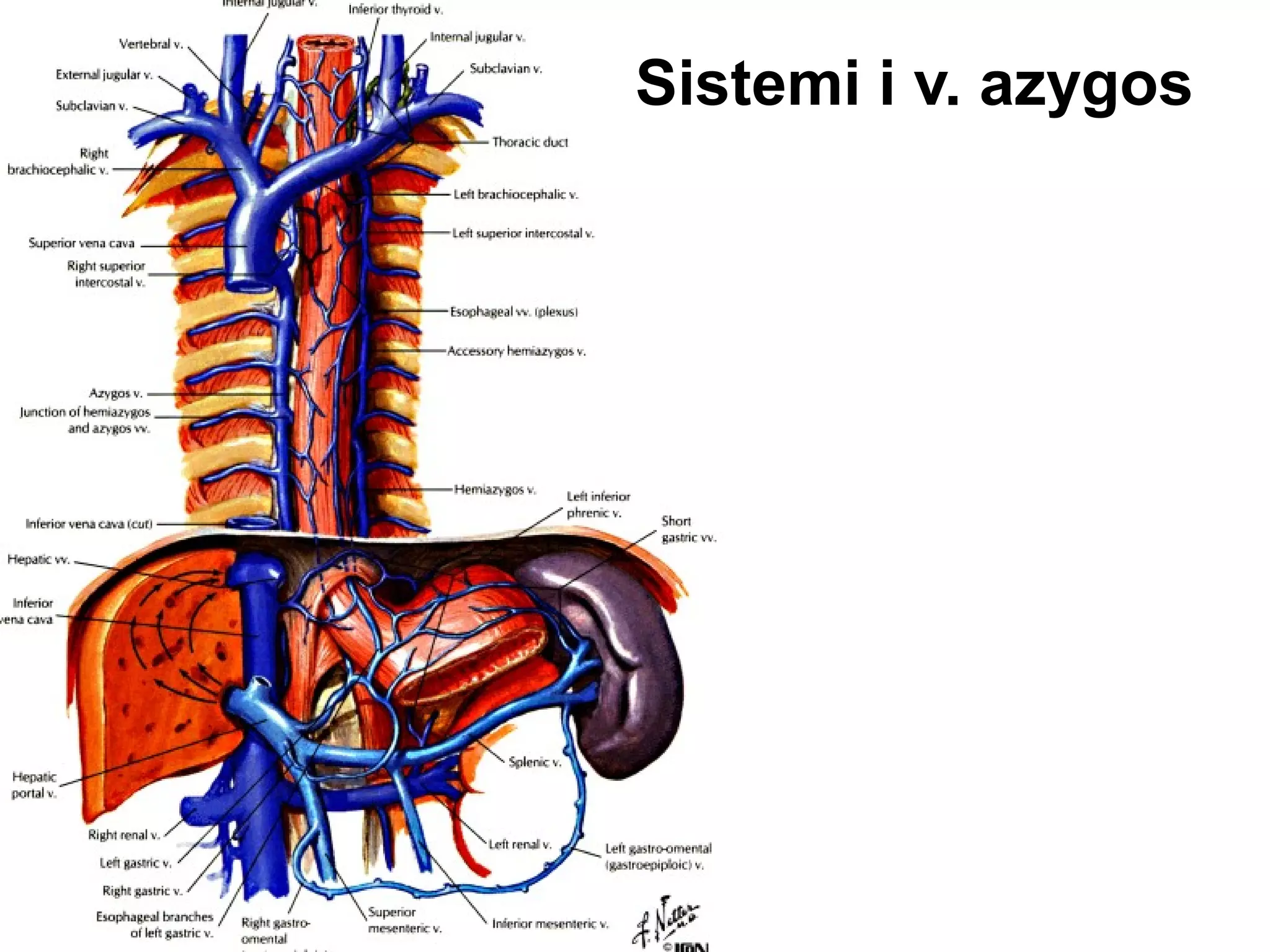 L5 enet e gjakut te zgavres se kraharorit | PPT