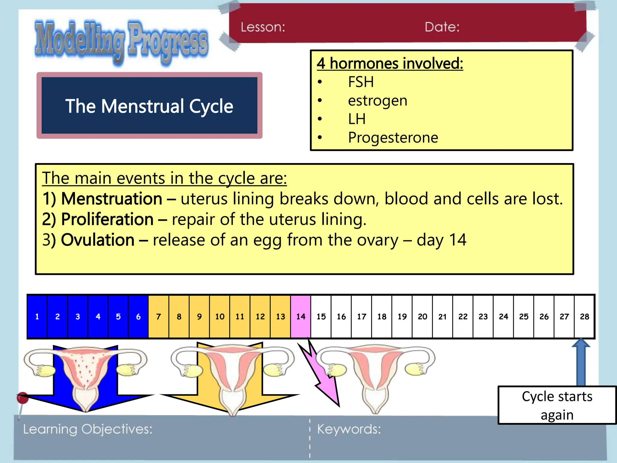 L5-The-menstrual-cycle.pptx for grade 10 | PPTX