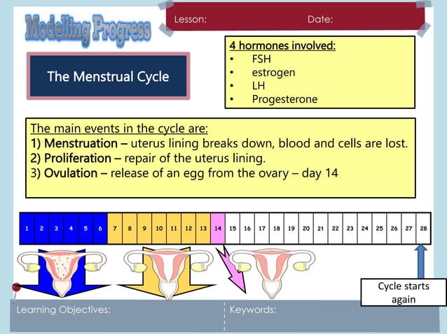 L5-The-menstrual-cycle.pptx for grade 10 | PPTX
