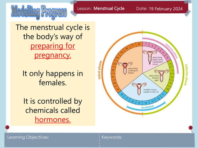 L5-The-menstrual-cycle.pptx for grade 10 | PPTX