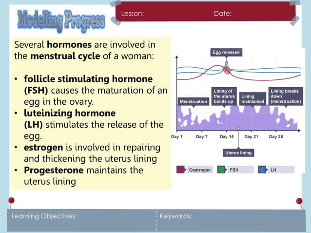 L5-The-menstrual-cycle.pptx for grade 10 | PPTX