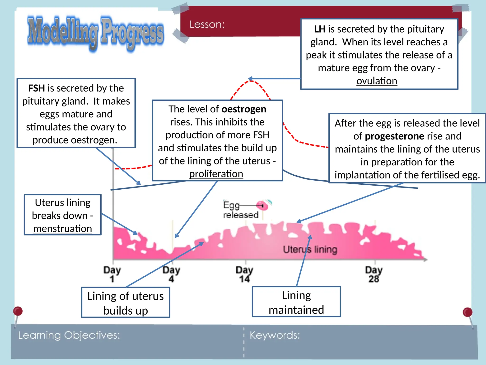 Module 2_Science 10_L5-The-menstrual-cycle.pptx