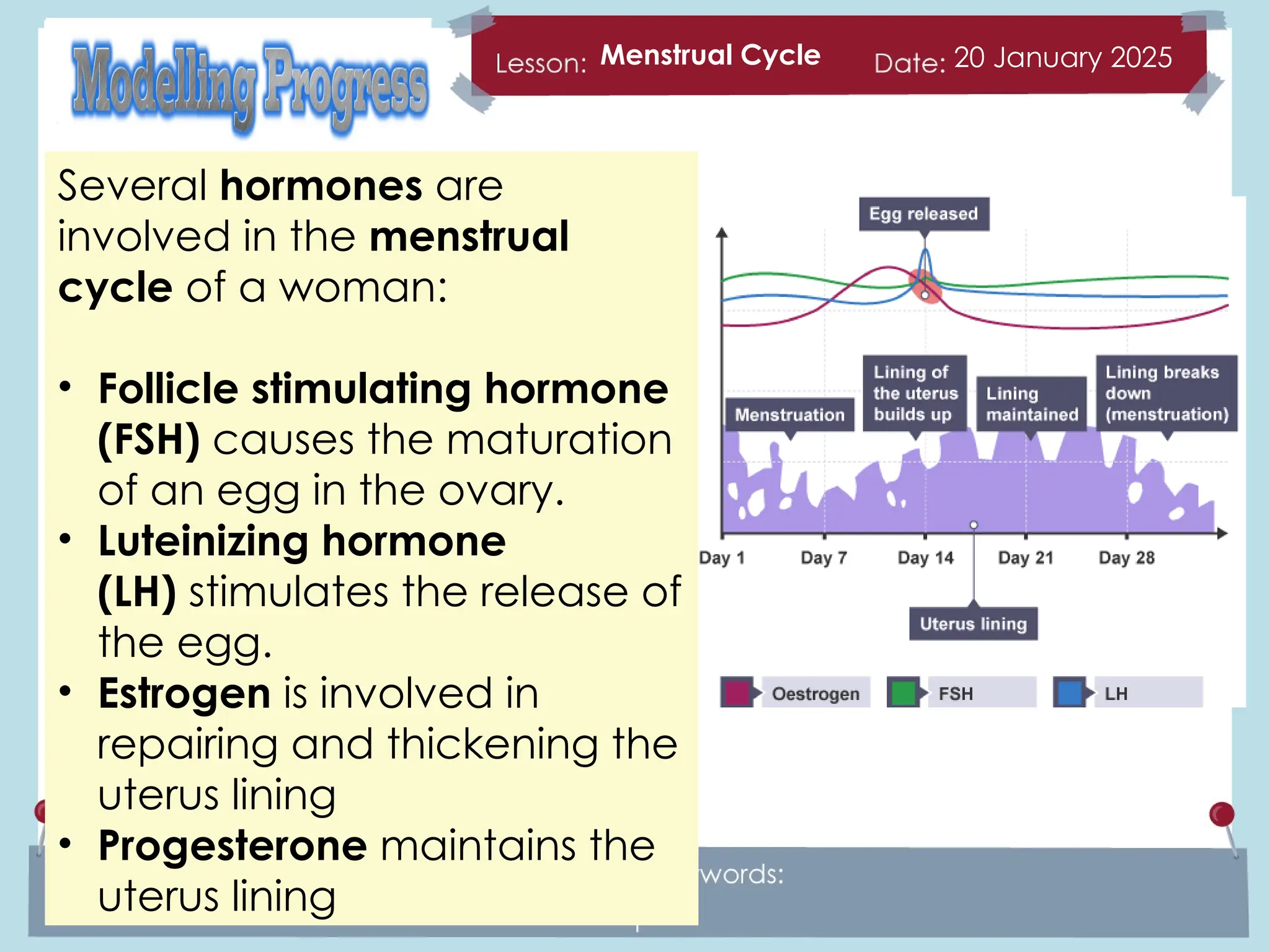Module 2_Science 10_L5-The-menstrual-cycle.pptx