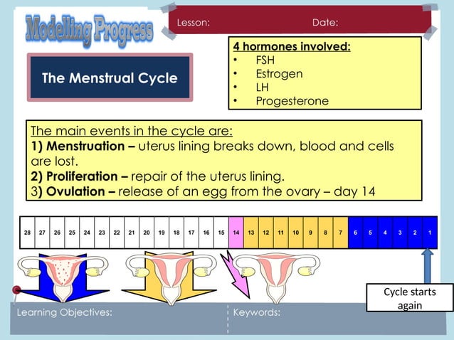 Module 2_Science 10_L5-The-menstrual-cycle.pptx
