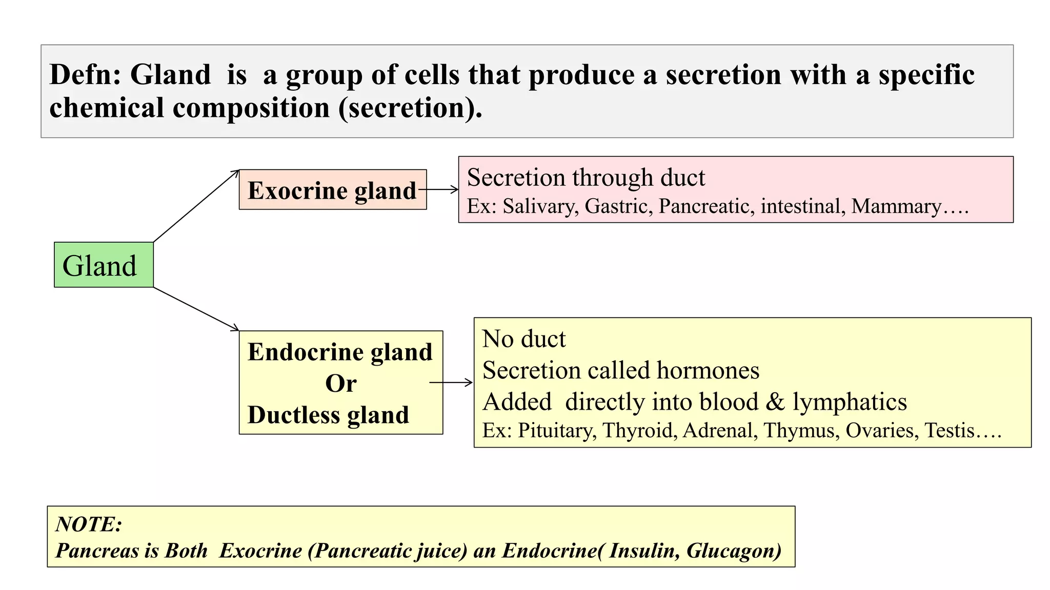 L 54 Endocrine system 2022.pdf