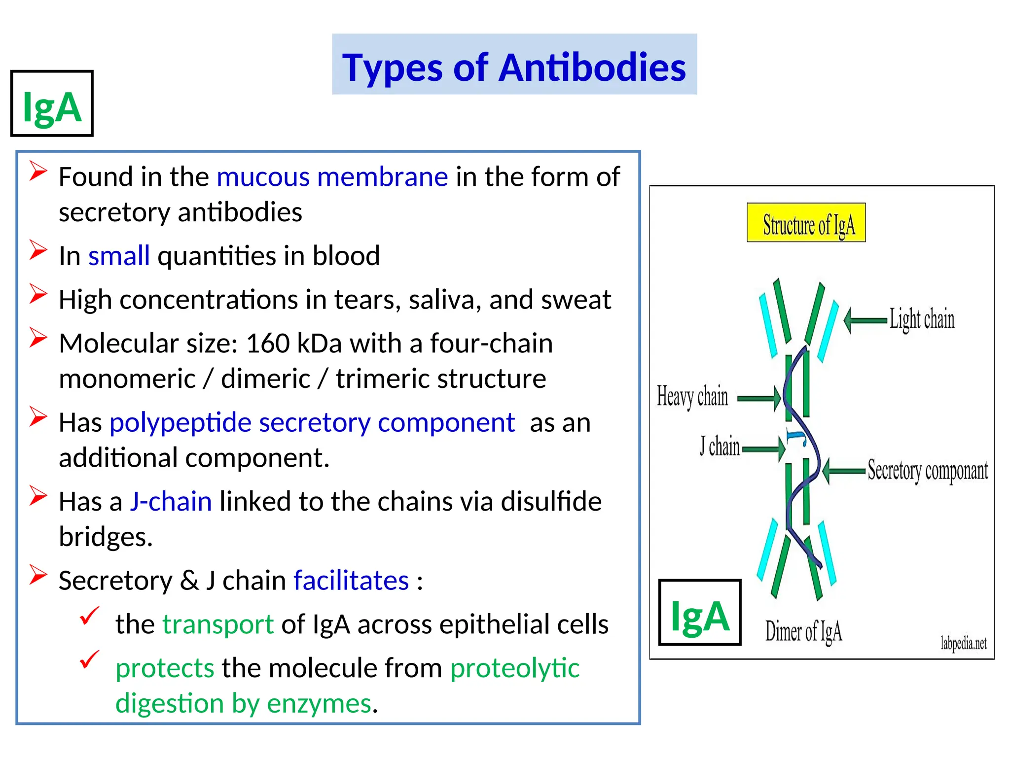 Defination and general characteristics of antibody | PPT