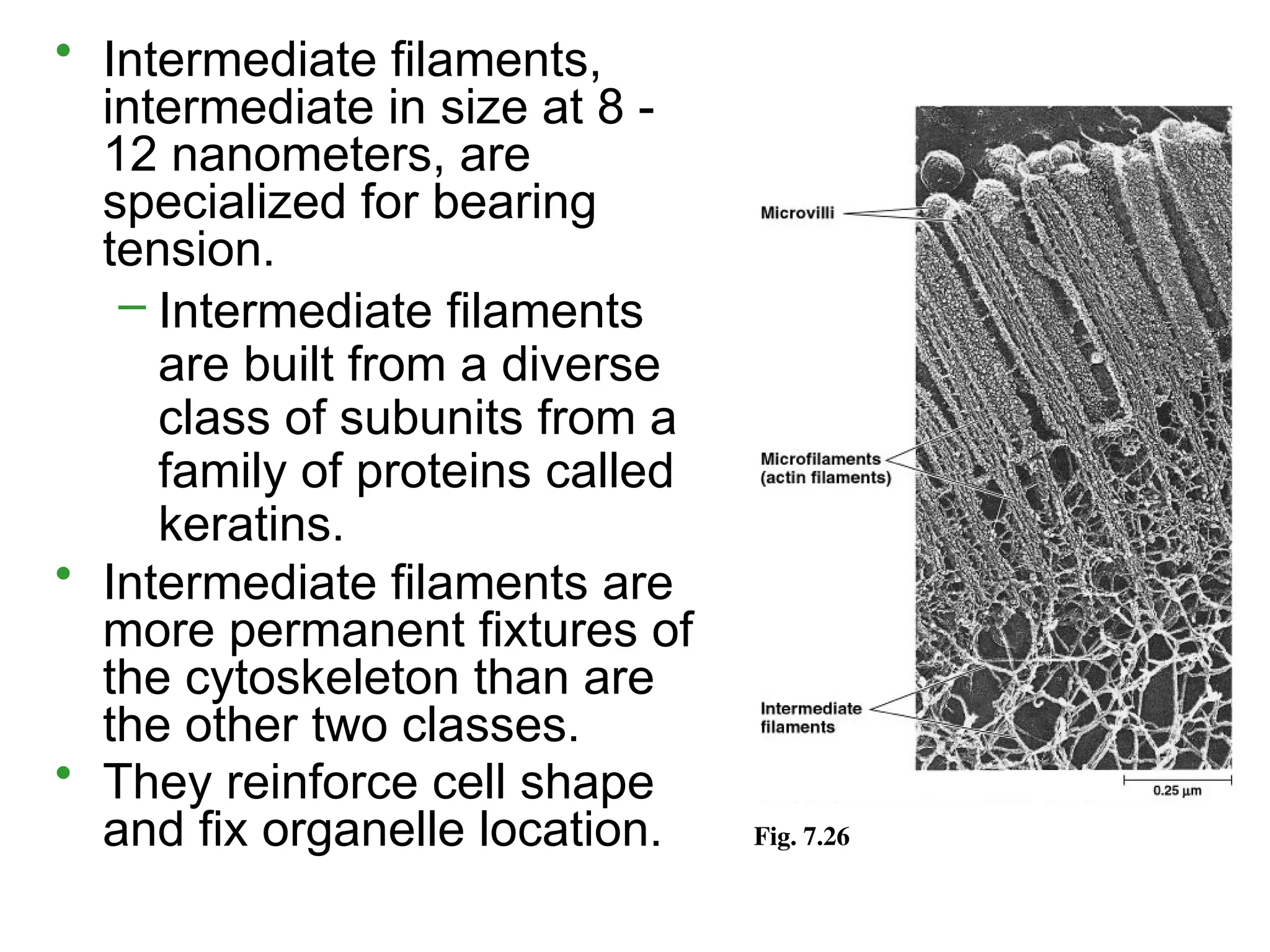 cytoskeleton.pptx details cytoskeleton. | PPTX