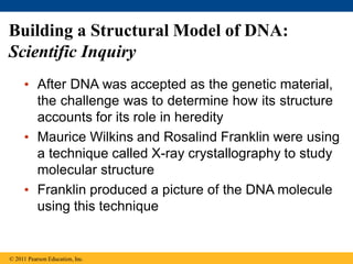 L5 DNA structure and replication.pptx