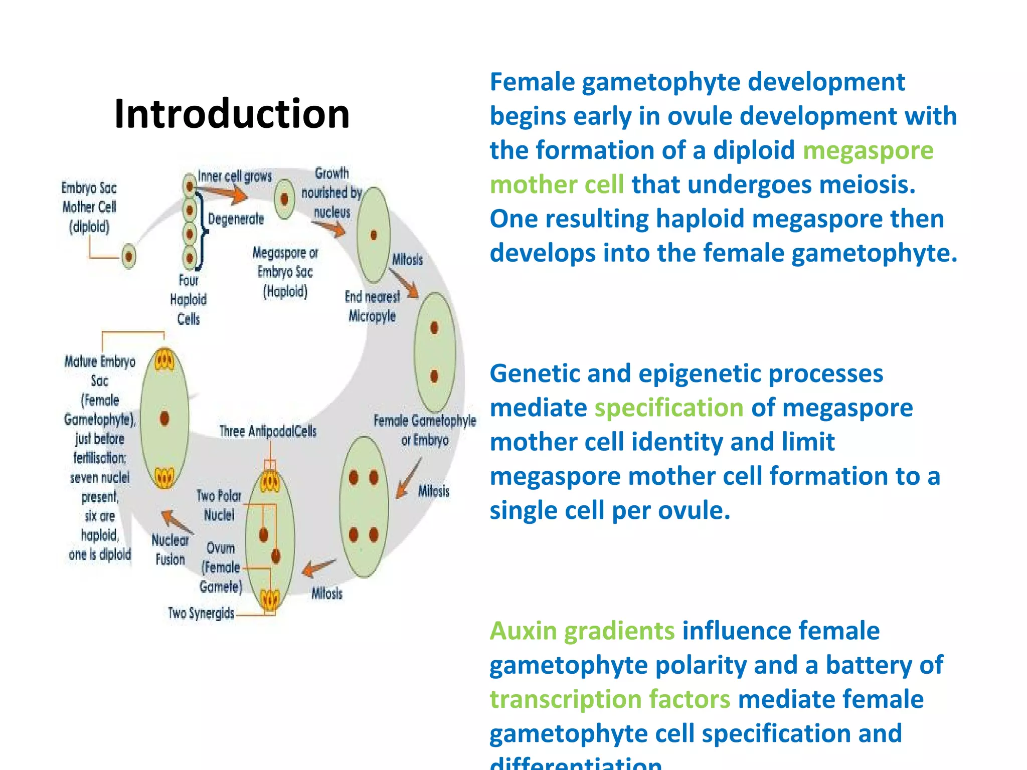 Megasporogenesis and megagametogenesis | PPT