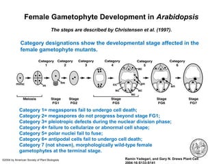 Megasporogenesis and megagametogenesis | PPT