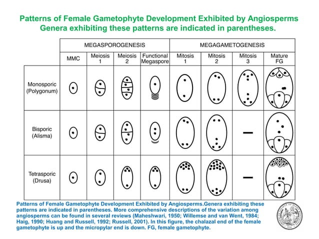Megasporogenesis and megagametogenesis | PPT