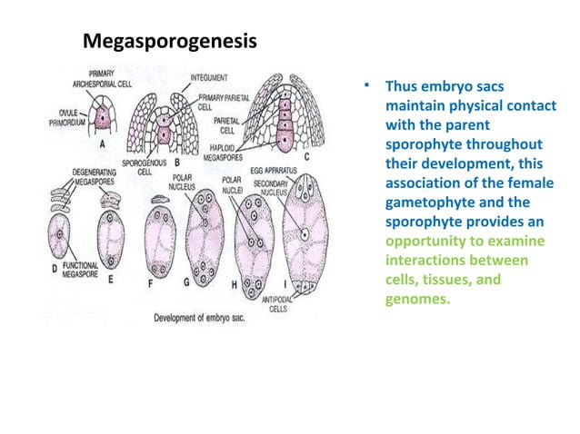 Megasporogenesis and megagametogenesis | PPT