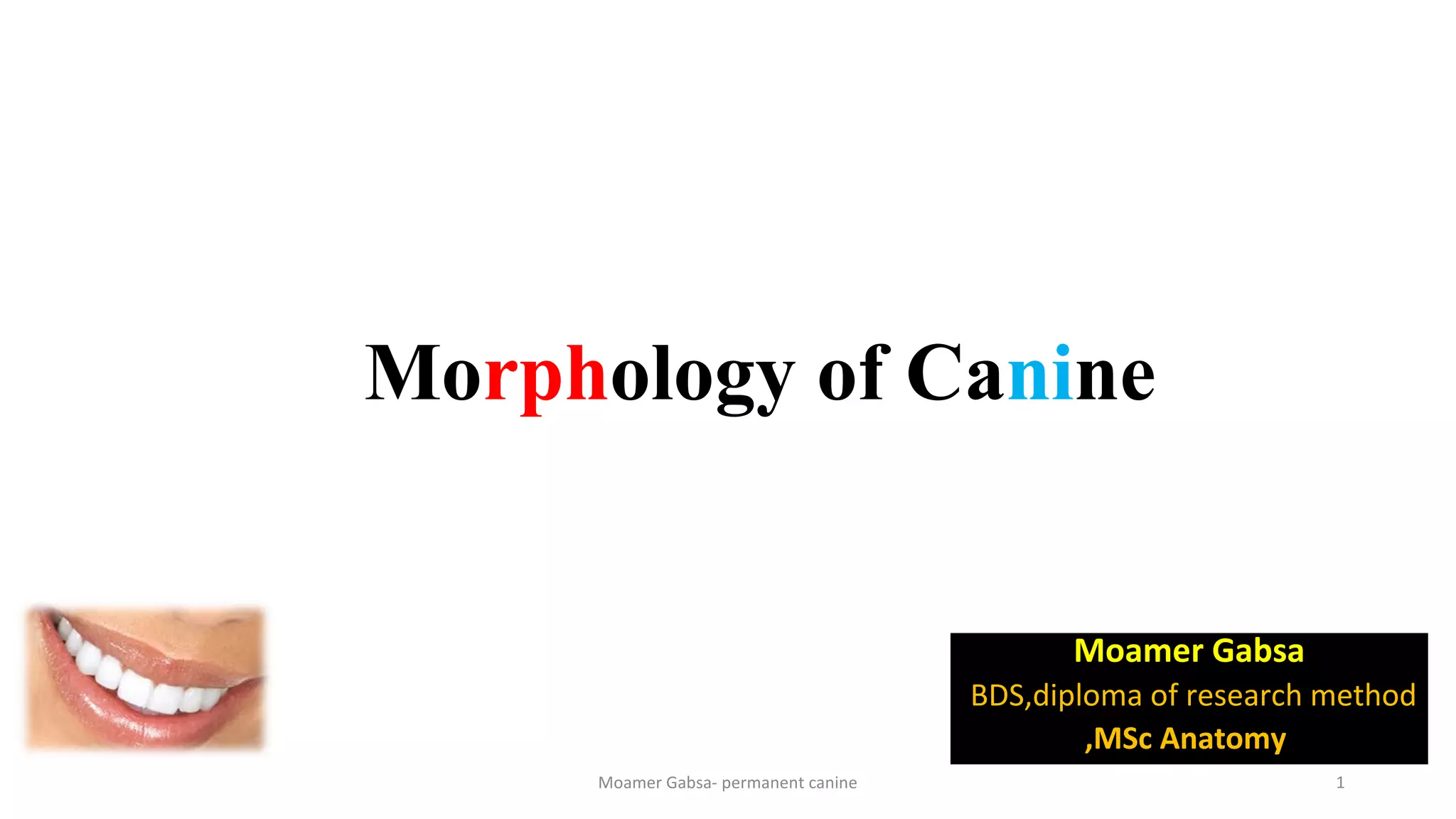 Morphology of permanent canines | PPT