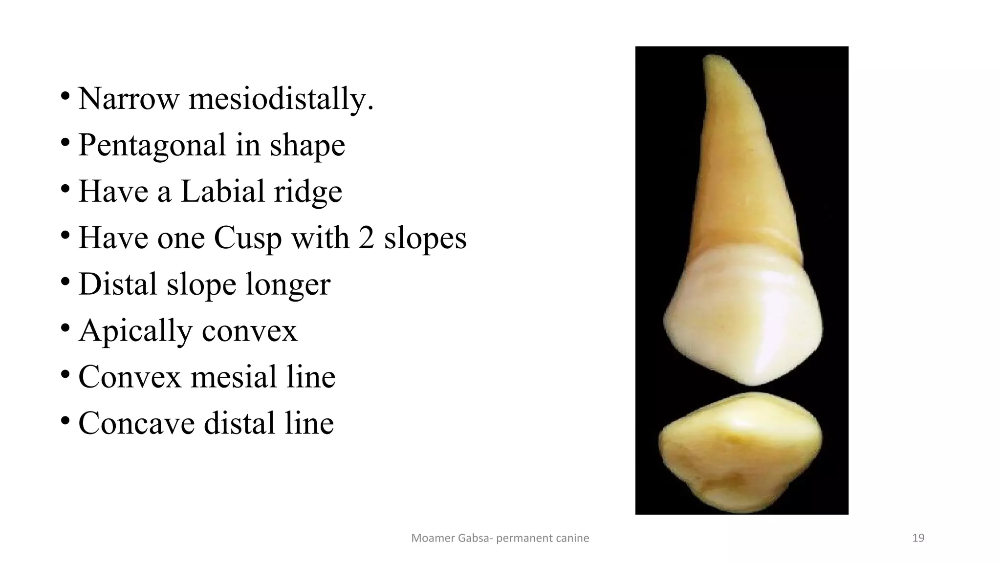 Morphology of permanent canines | PPT
