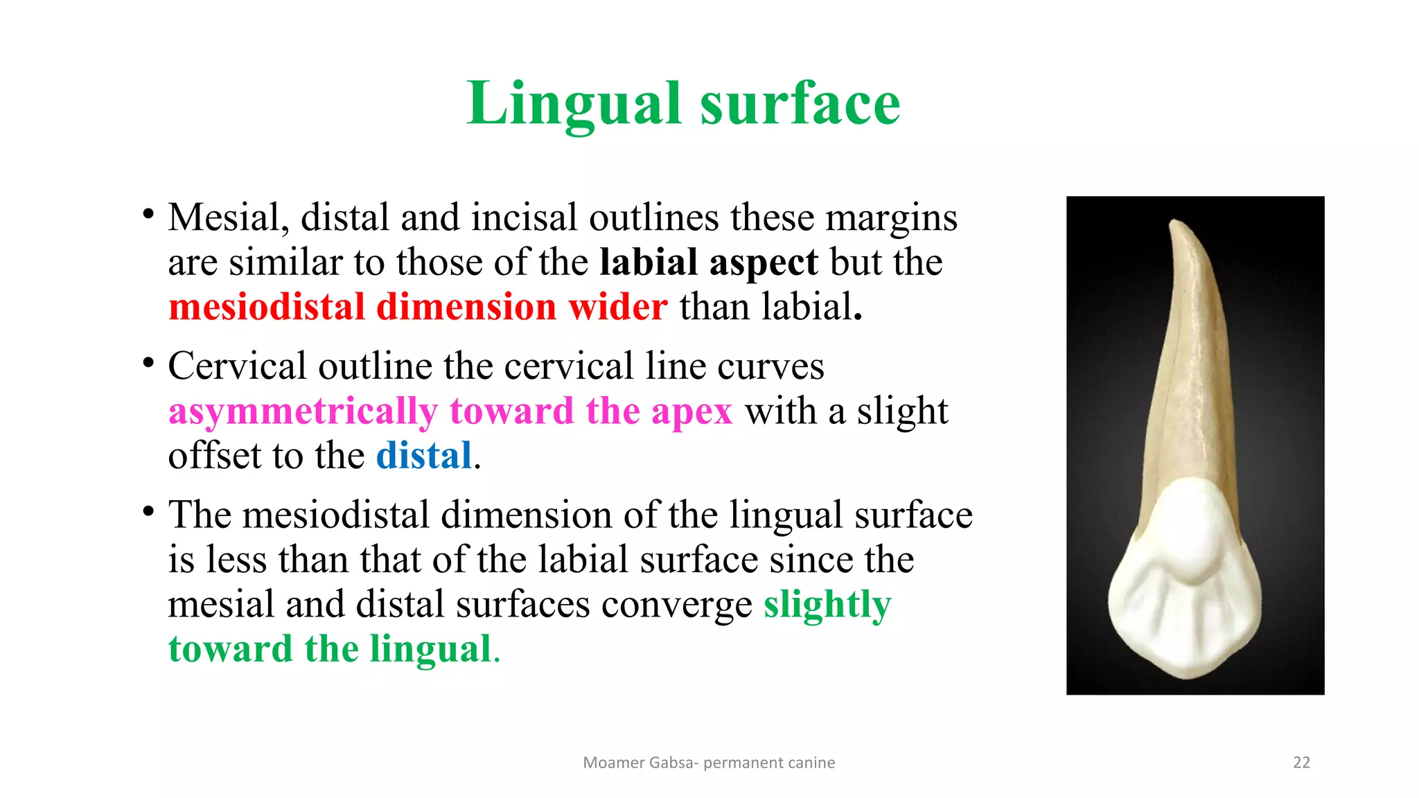 Morphology of permanent canines | PPT
