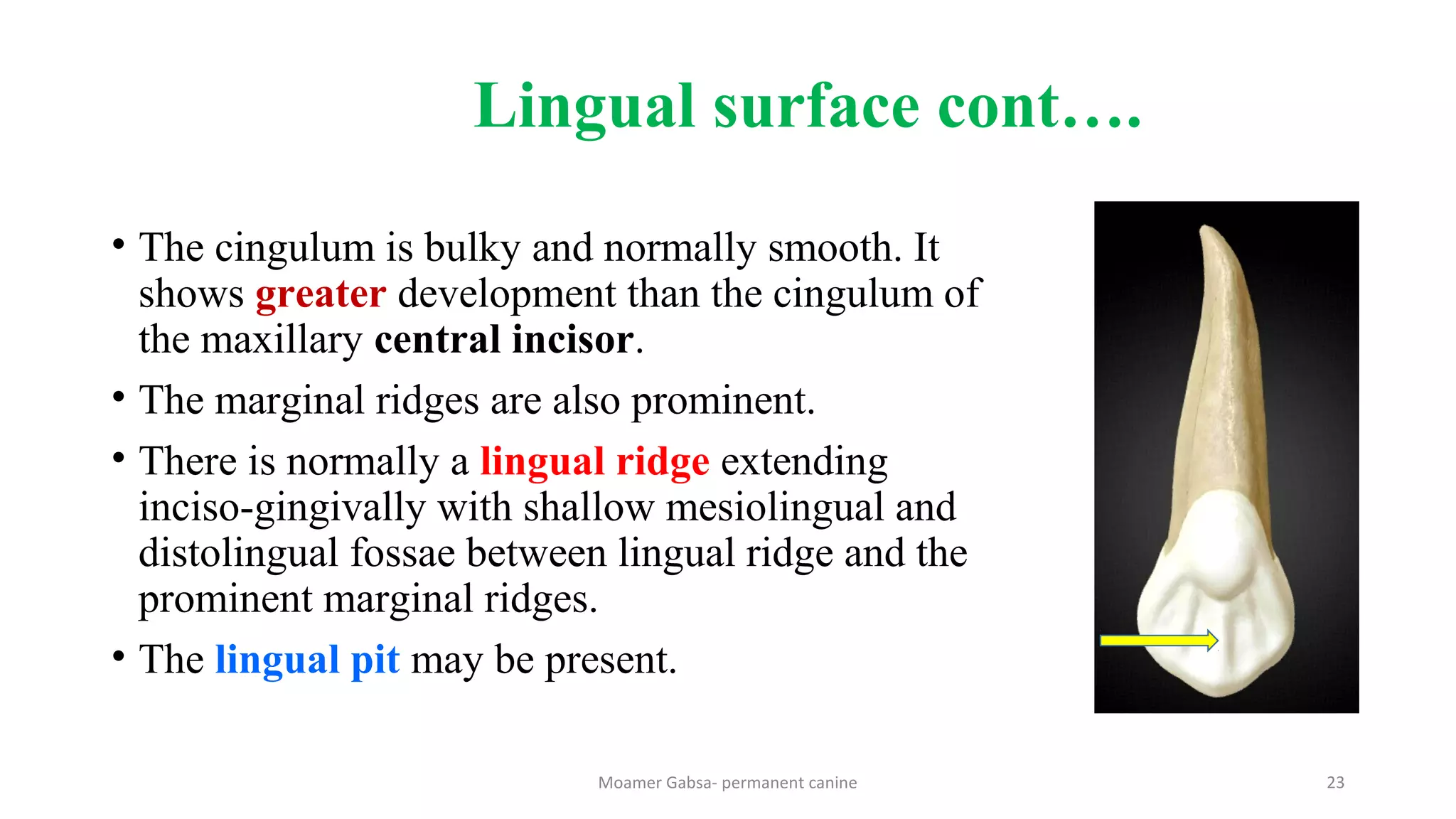 Morphology of permanent canines | PPT