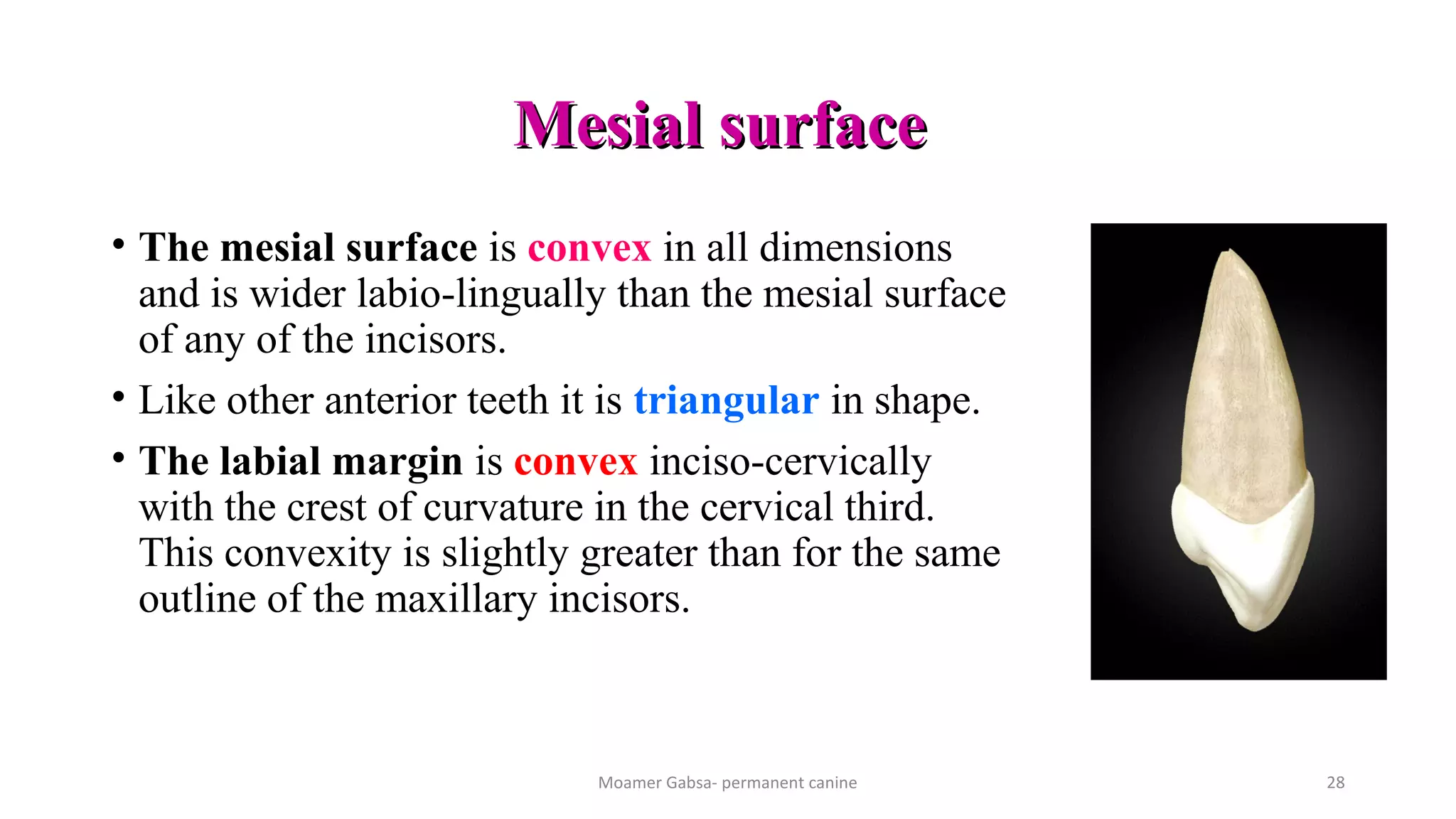 Morphology of permanent canines | PPT