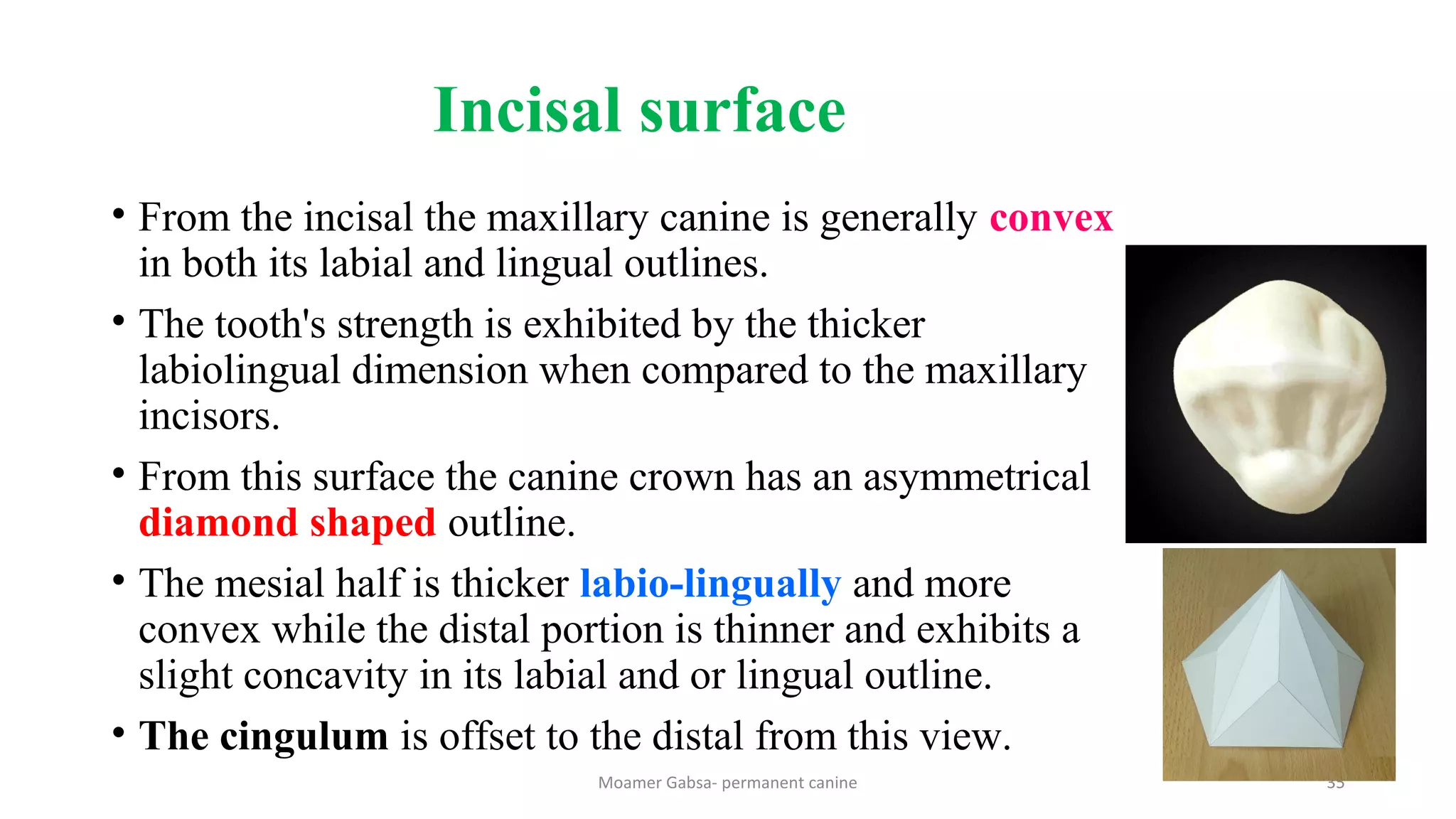 Morphology of permanent canines | PPT