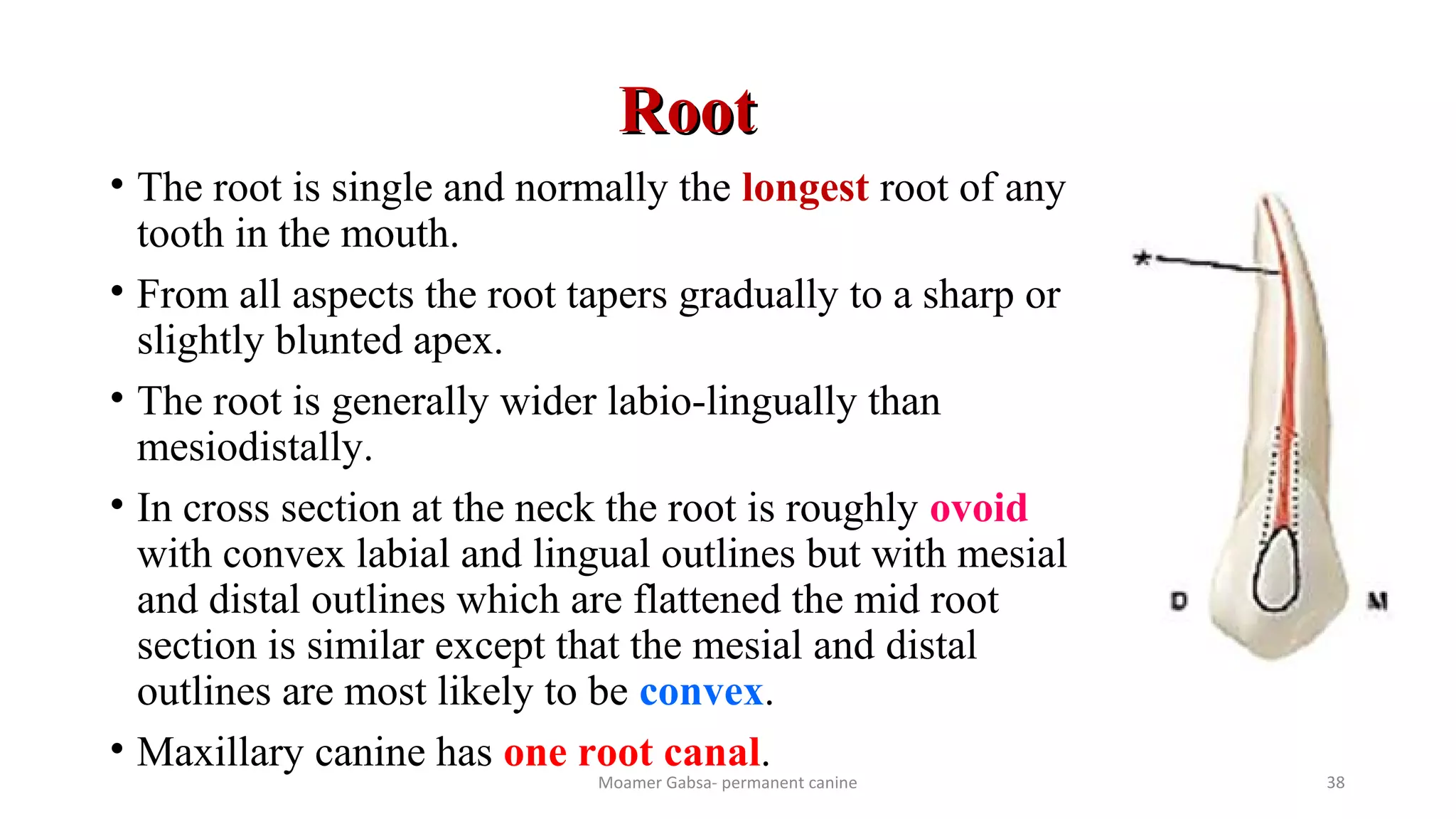 Morphology of permanent canines | PPT