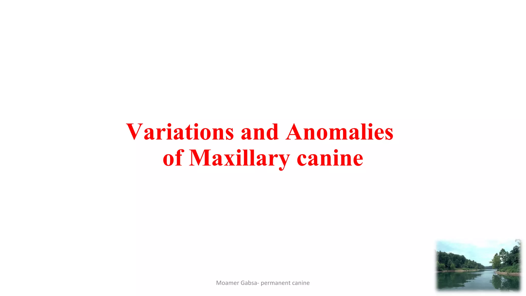 Morphology of permanent canines | PPT