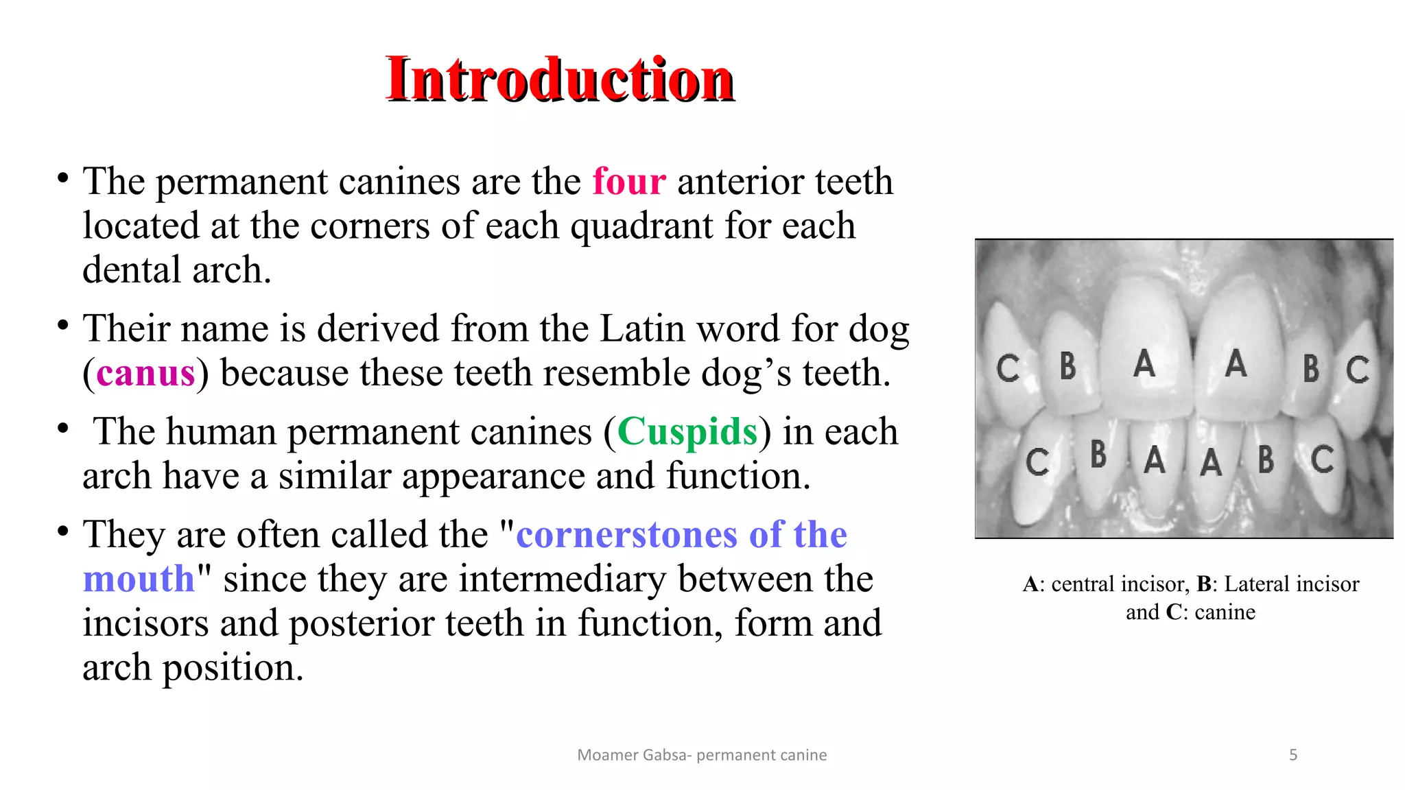 Morphology of permanent canines | PPT
