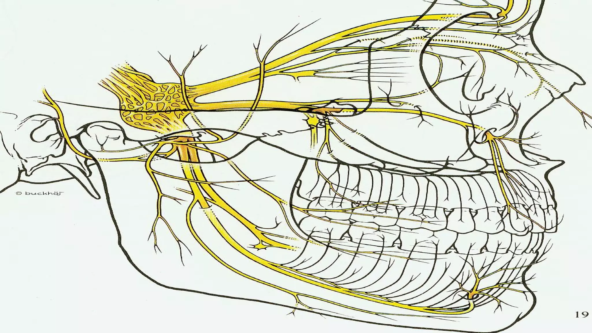 Morphology of permanent canines | PPT