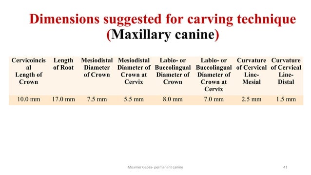 Morphology of permanent canines | PPT