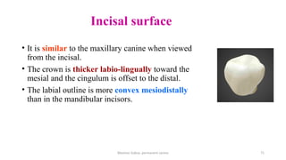Morphology of permanent canines | PPT