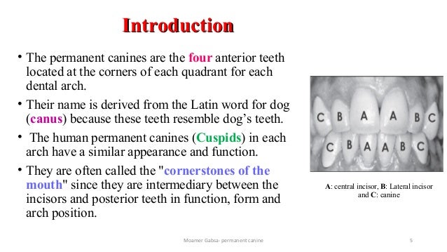 Morphology of permanent canines