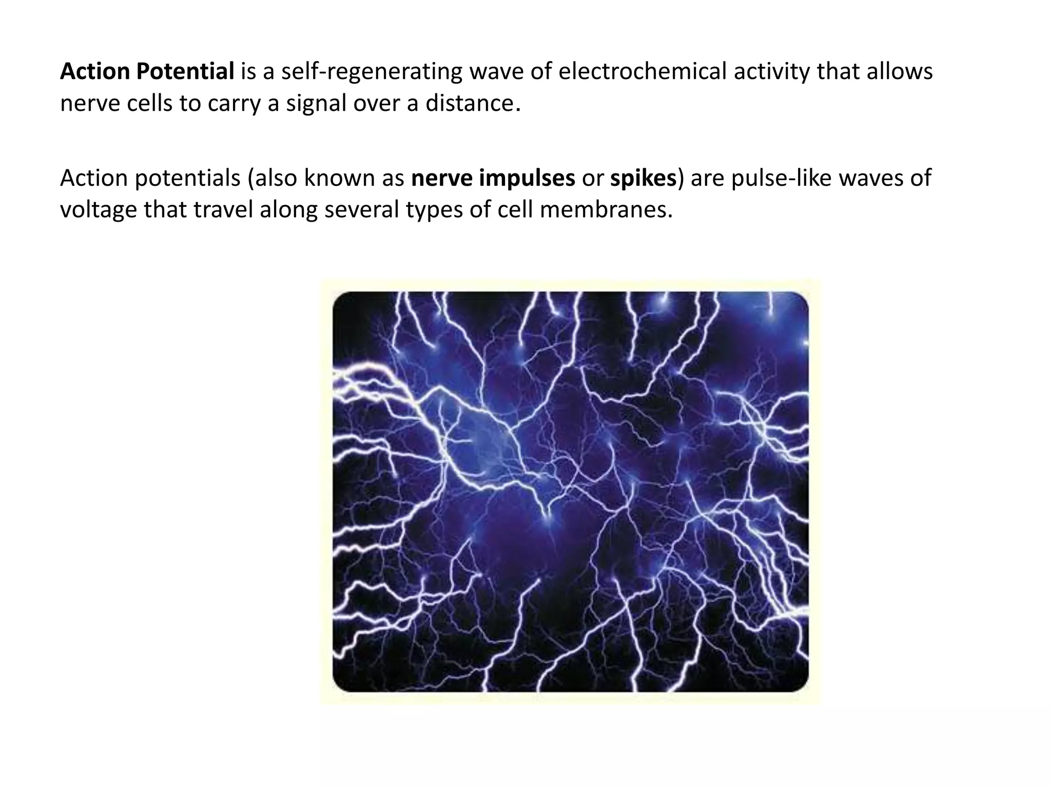 L5 Muscle Structure | PPTX