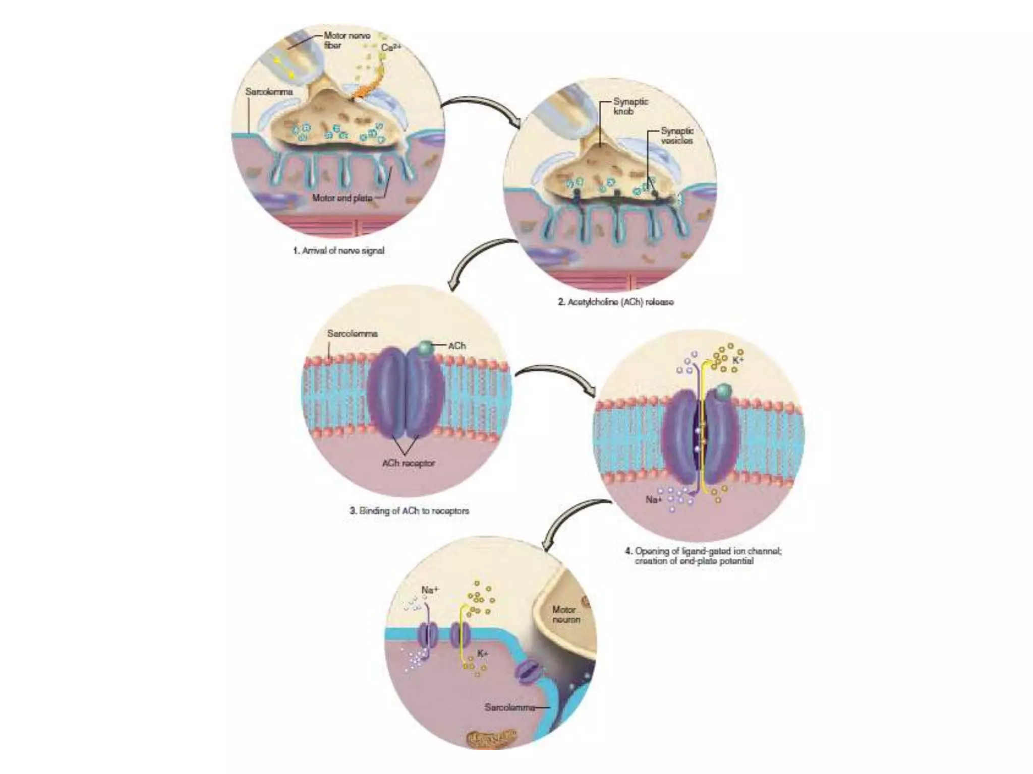 L5 Muscle Structure | PPTX